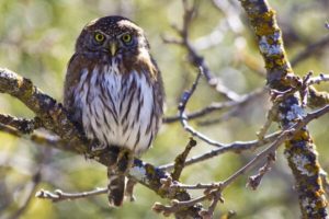 Pygmy Owl : Everything You Need To Know
