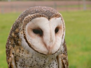 Owl Face Anatomy: Diagrams and Images