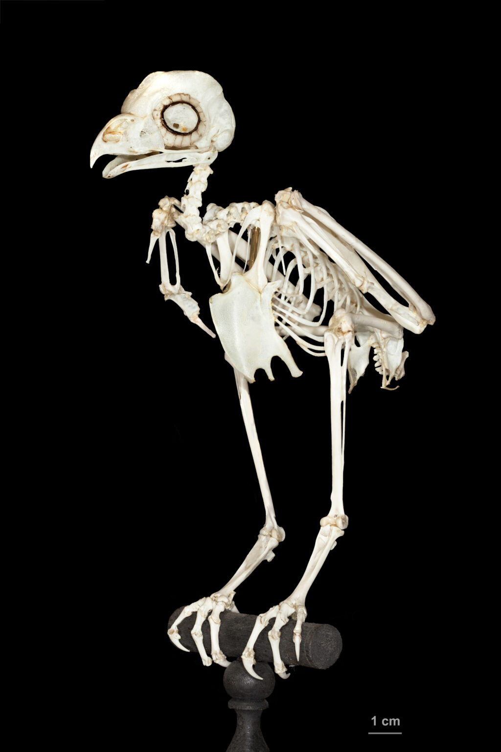 Owl Skeleton Anatomy: Diagram and Image Guide