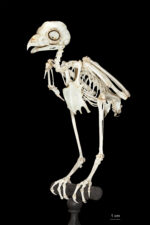 Owl Skeleton Anatomy: Diagram and Image Guide