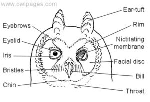 Owl Face Anatomy: Diagrams and Images