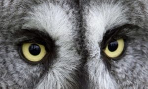 Can Owls Move Their Eyes? Understanding Their Vision