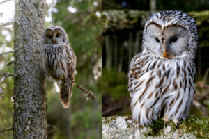 Ural Owls: Species Biology and Forest Ecology