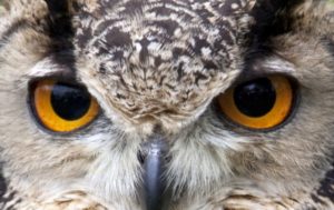 Can Owls Move Their Eyes? Understanding Their Vision