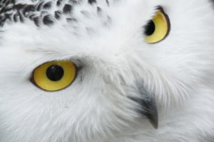 Can Owls Move Their Eyes? Understanding Their Vision