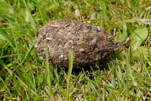 Do Owls Poop? What Their Waste Can Tell Us About Them