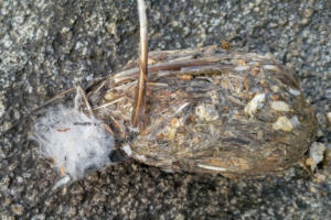 Do Owls Poop? What Their Waste Can Tell Us About Them