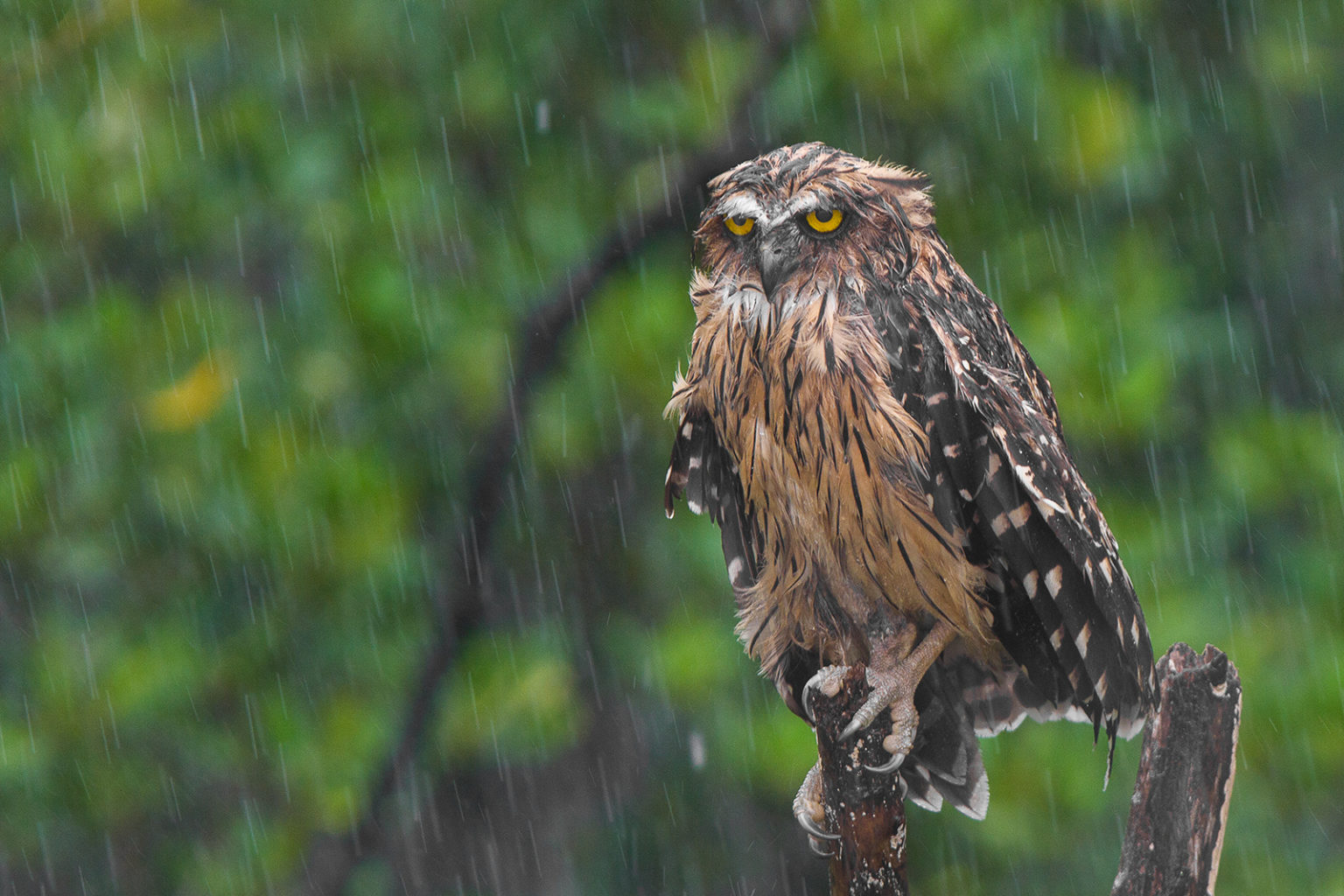 Wet Owl: Explanation and Hilarious Image - Owl Pond