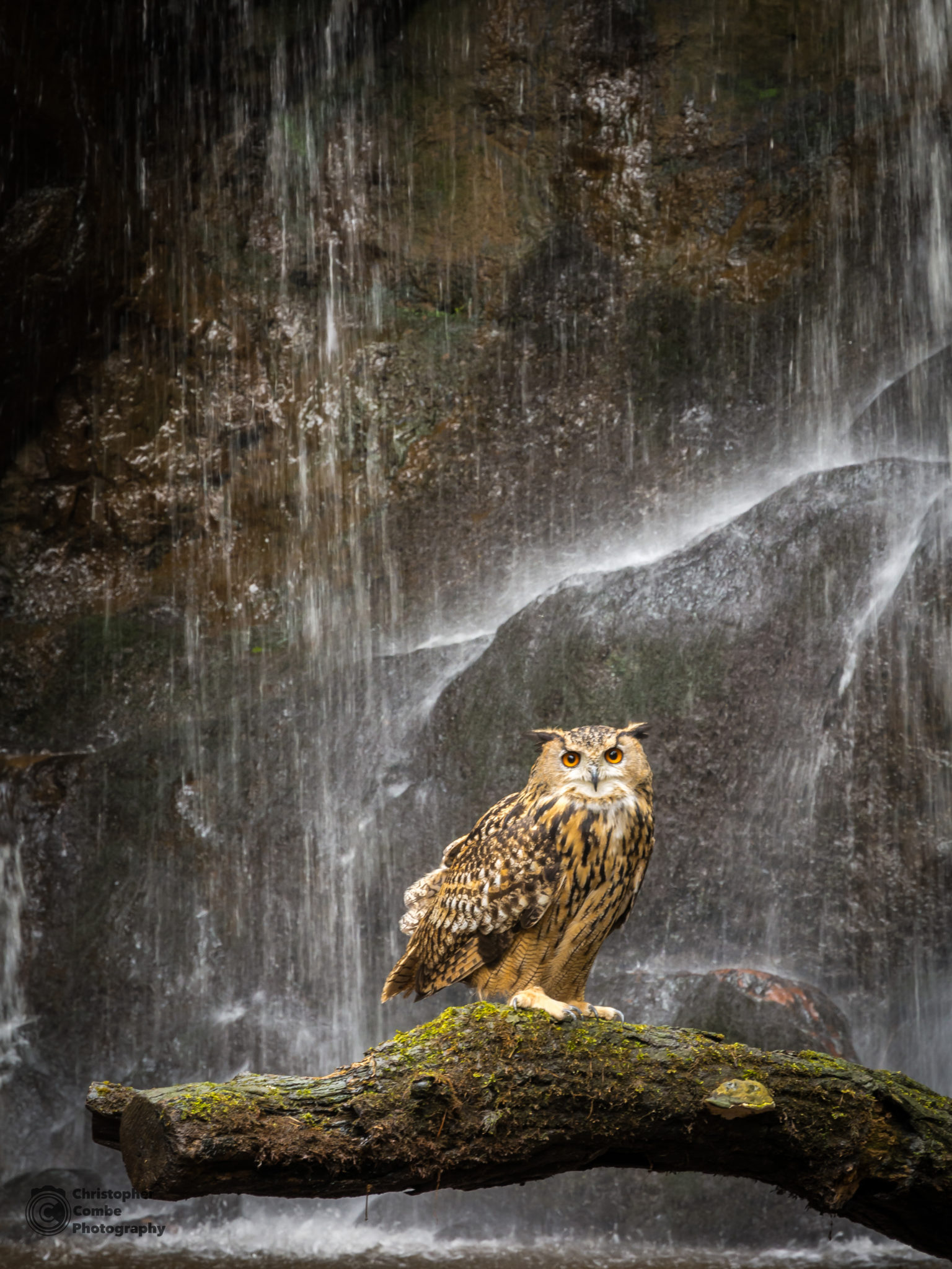 Wet Owl: Explanation and Hilarious Image - Owl Pond