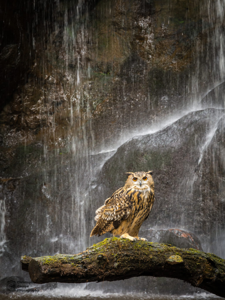 Wet Owl: Explanation and Hilarious Image - Owl Pond