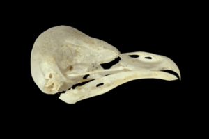 Barn Owl Skull: Structure and Anatomy Guide (Images)