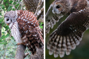 Barred Owl Feather Identification: Spot Key Features