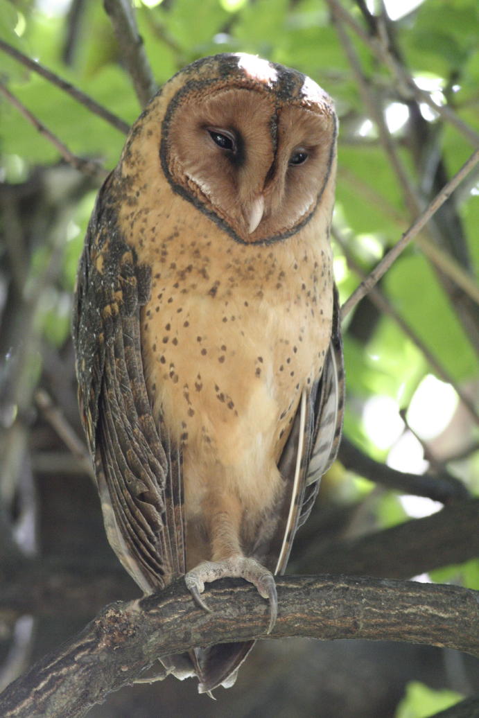 Tasmanian Masked Owl: Appearance, Calls, and Conservation